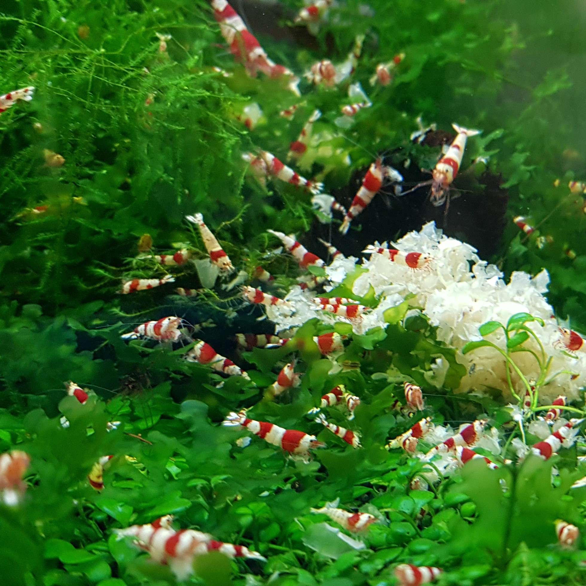 Crystal Red Shrimp Mixed Grade - Shrimp Nation - South Africa