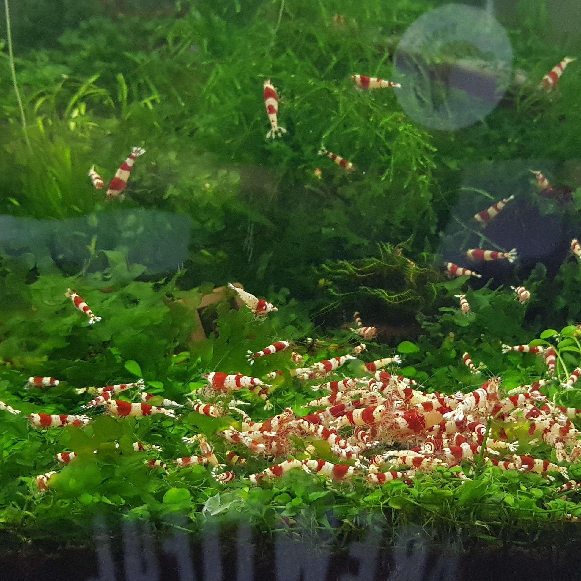 Crystal Red Shrimp Mixed Grade - Shrimp Nation - South Africa
