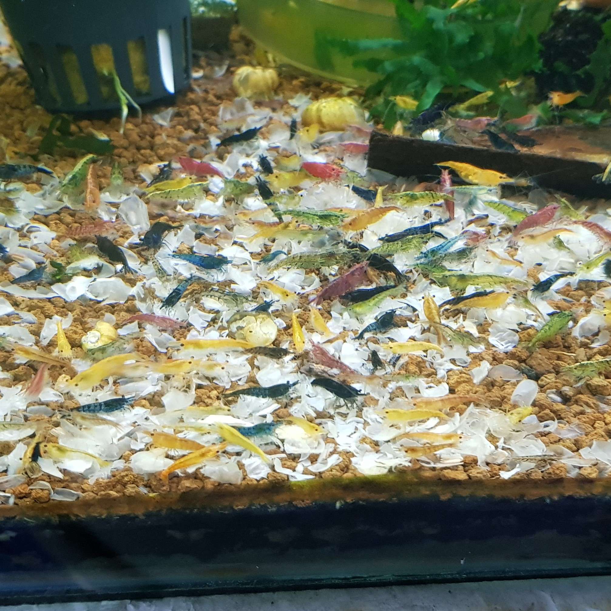 Mixed Neo Cull Pack - Shrimp Nation