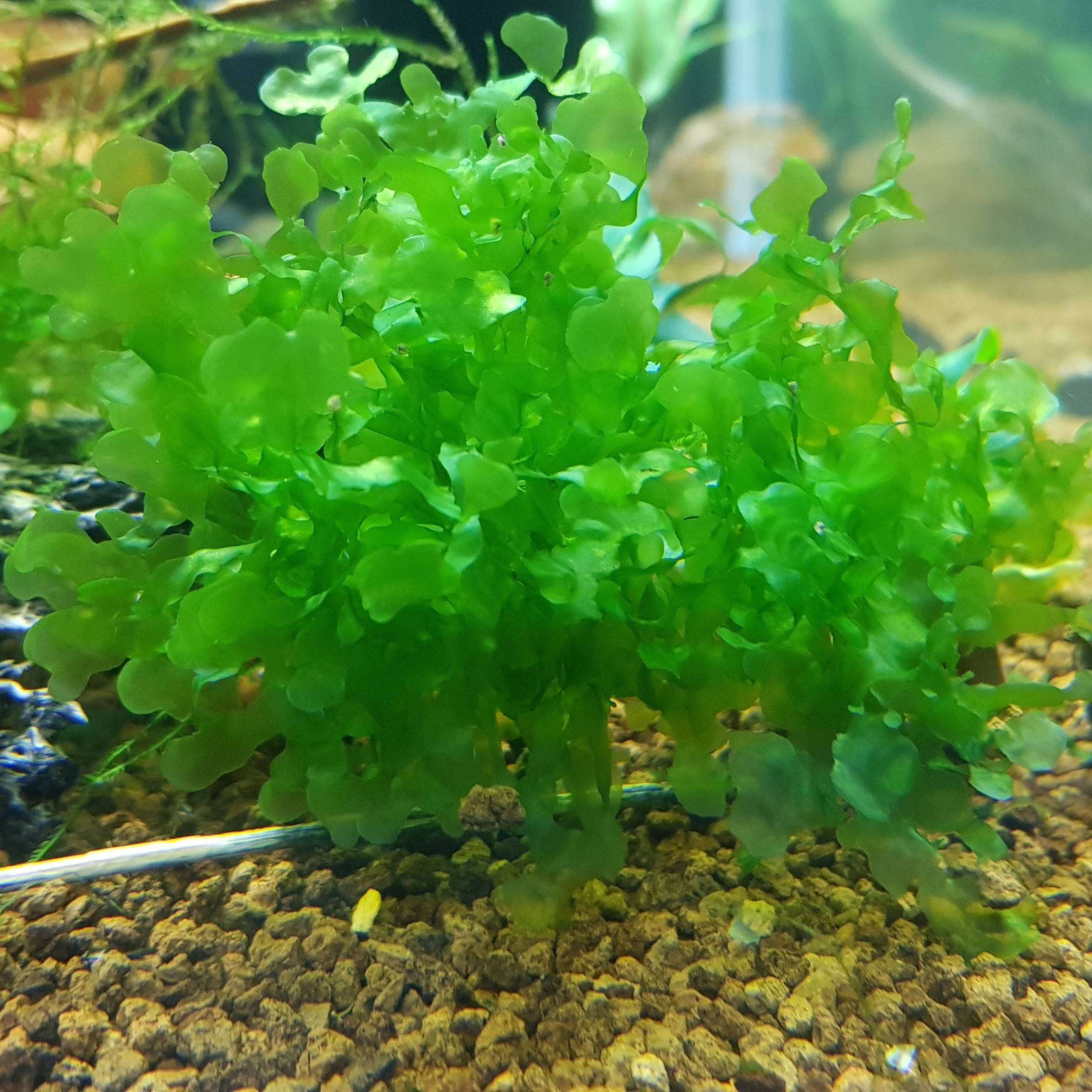 Subwassertang - Shrimp Nation