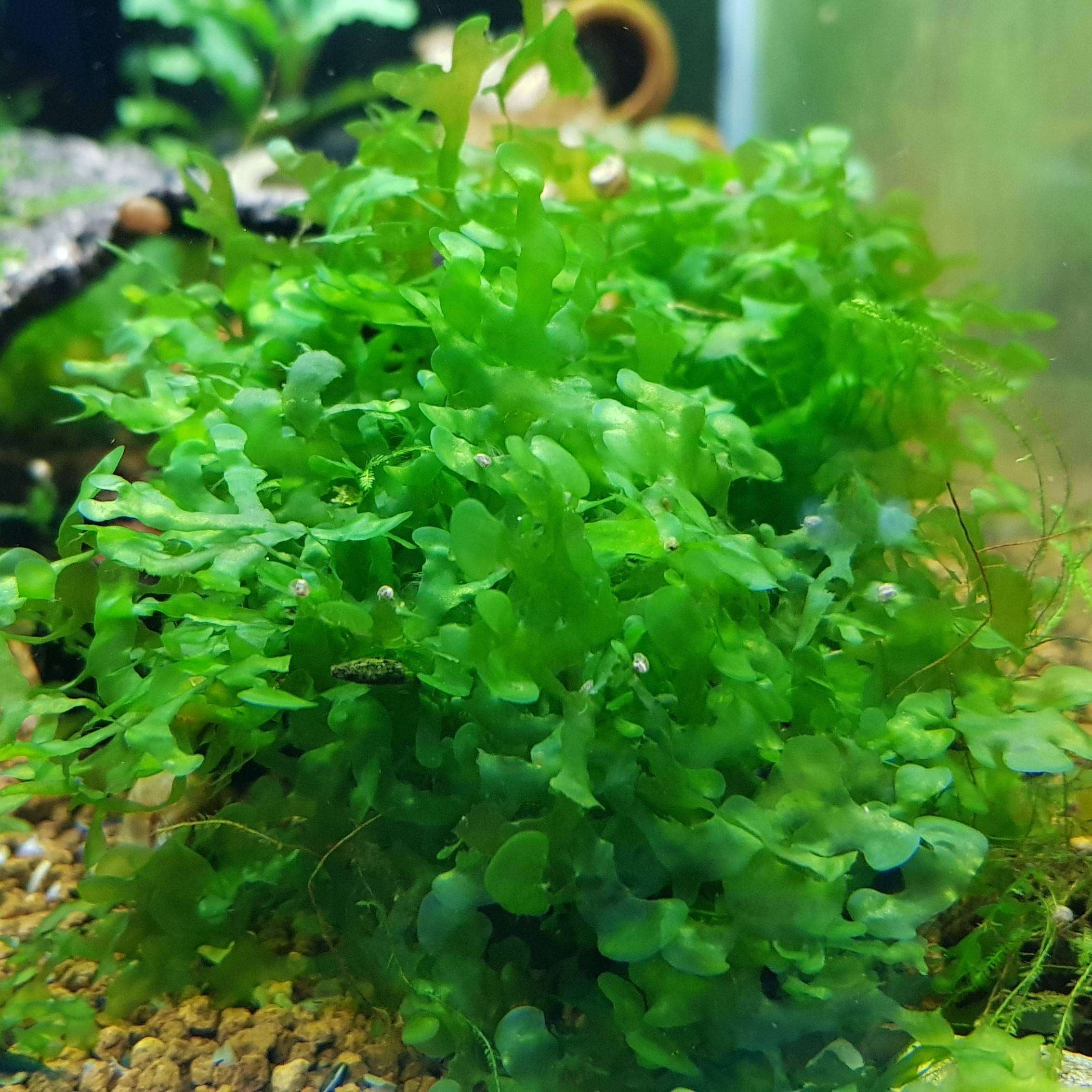 Subwassertang: The Ideal Plant for Your Shrimp Tank