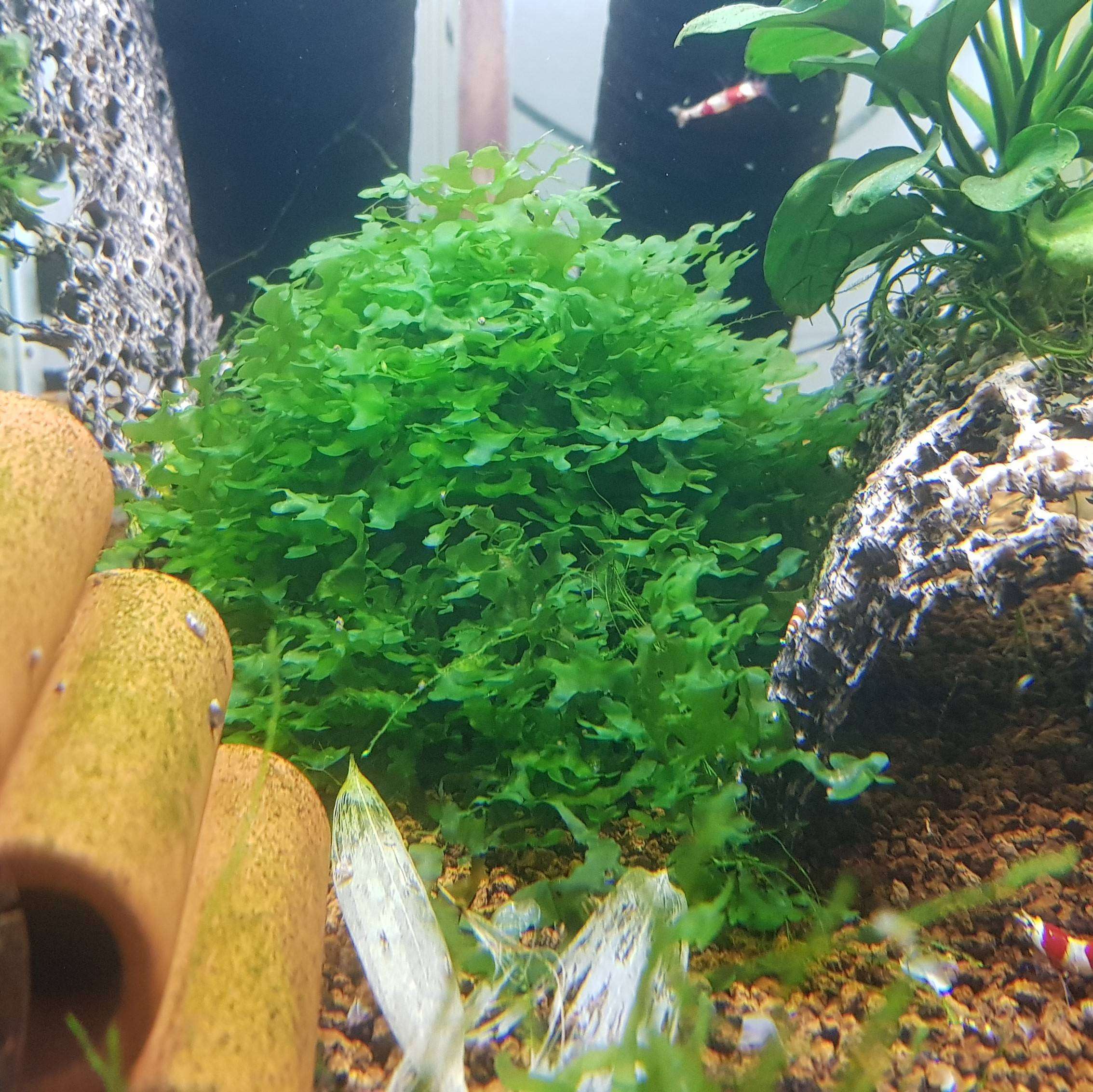 Subwassertang: The Ideal Plant for Your Shrimp Tank