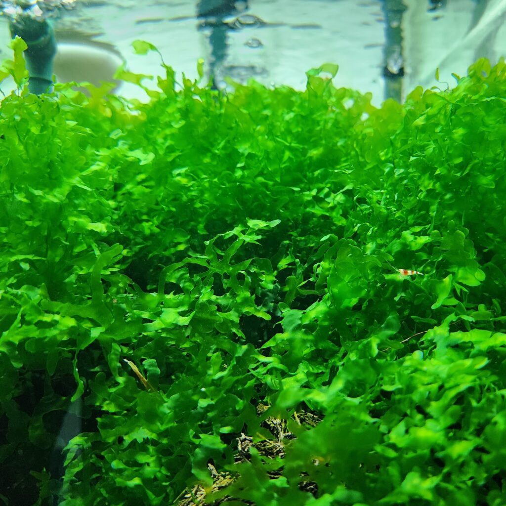 Subwassertang: The Ideal Plant for Your Shrimp Tank