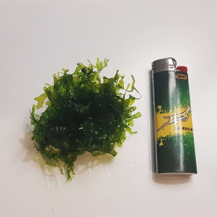 Subwassertang - Shrimp Nation