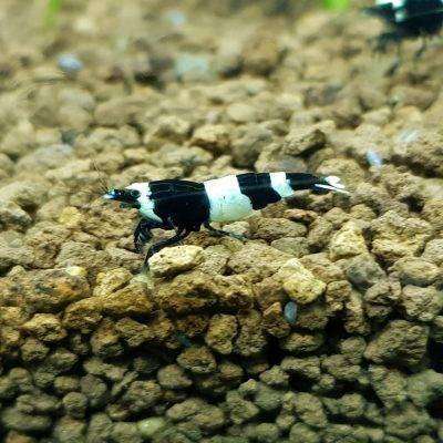 Shrimp Nation - South African Shrimp and products shop