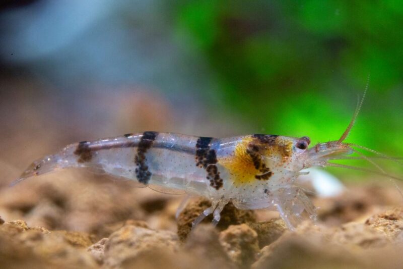 Shrimp Nation - South African Shrimp and products shop