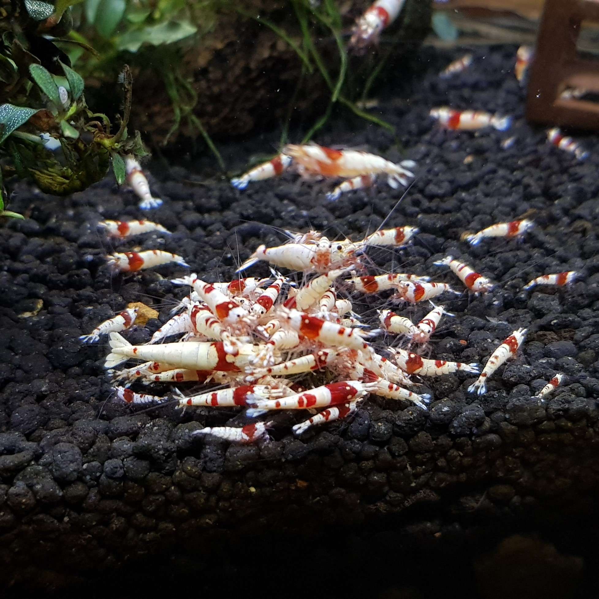 Pure Red Line Crystal - Shrimp Nation - South Africa