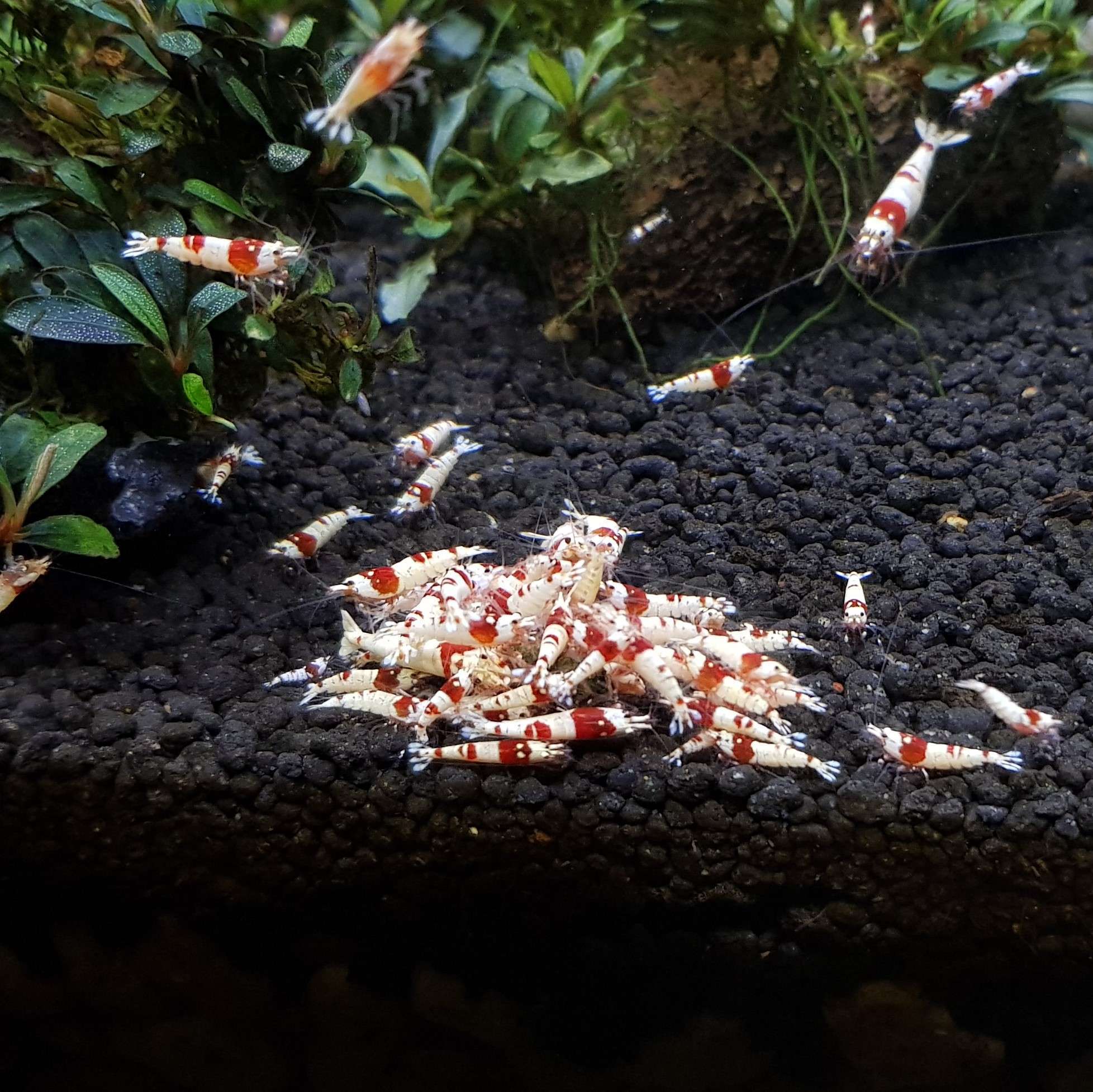 Pure Red Line Crystal - Shrimp Nation - South Africa