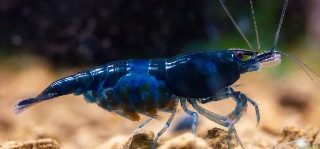 Shrimp Nation - South African Shrimp and products shop