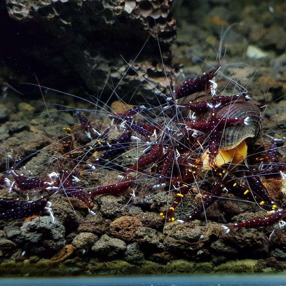 HWA's Comprehensive Shrimp Food - Shrimp Nation