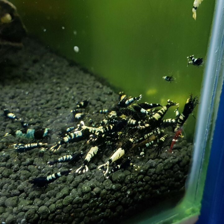 Blue Bolt Shrimp Mixed Grade - Shrimp Nation