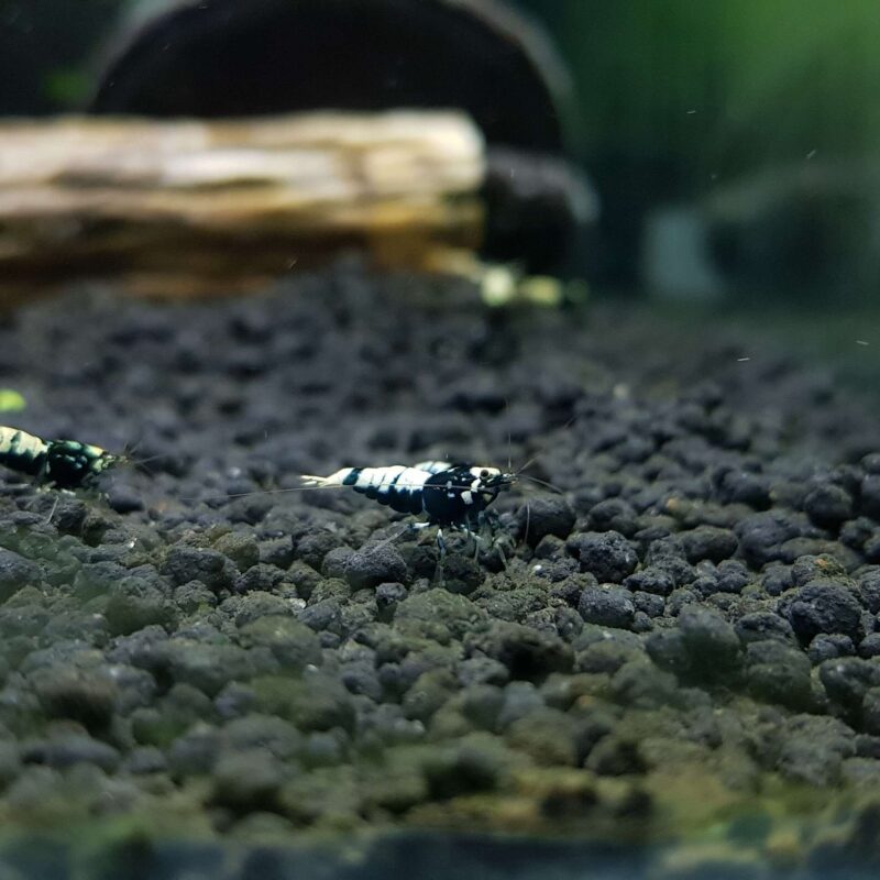 Pure Red Line Crystal - Shrimp Nation - South Africa