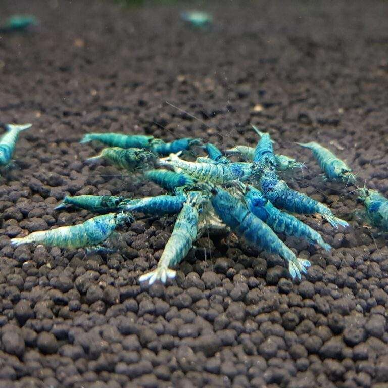 Caridina - Shrimp Nation