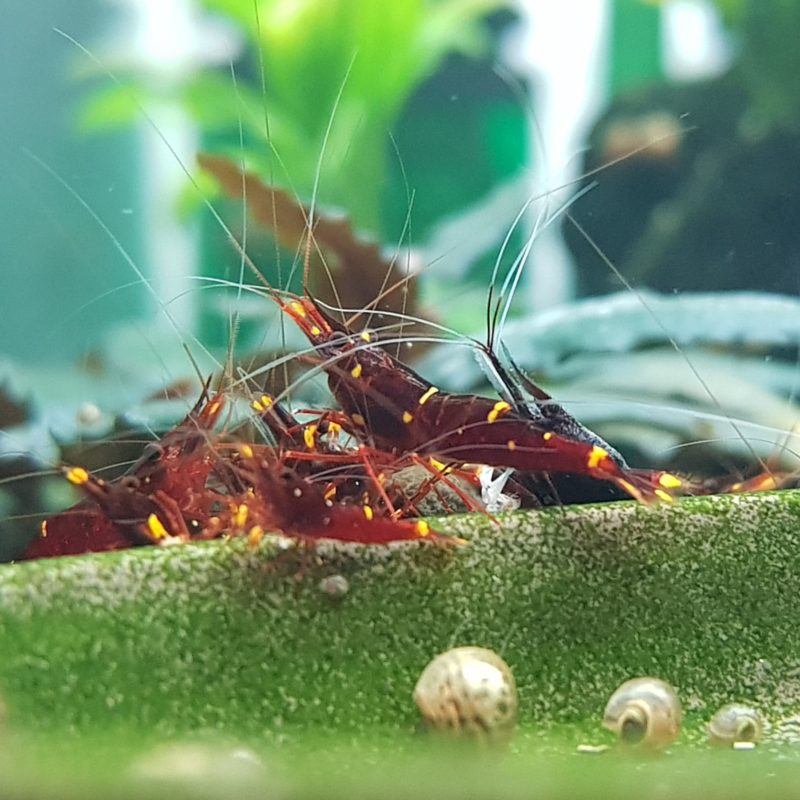 Specials - Shrimp Nation