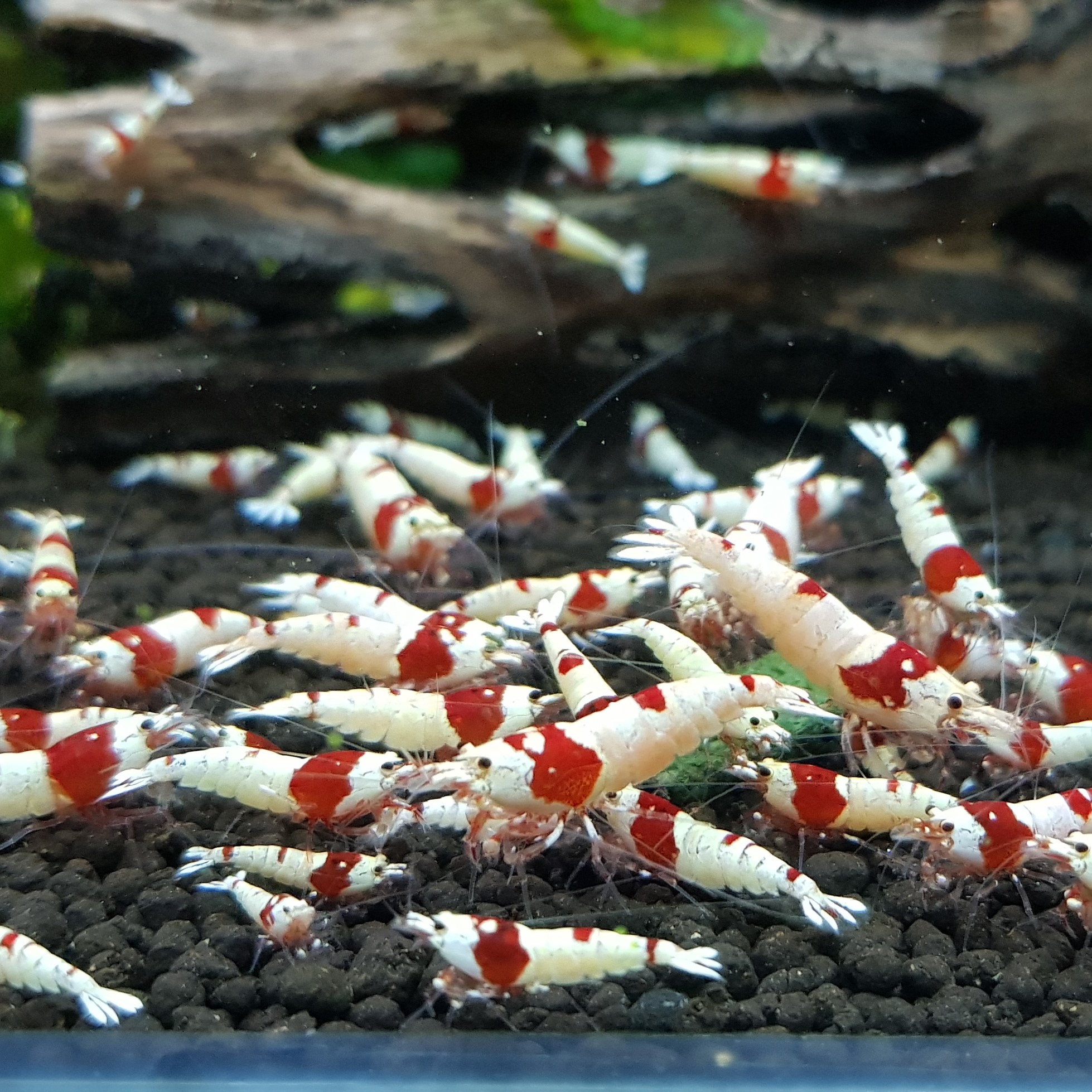 Simply Shrimp - Four Seasons - Shrimp Nation