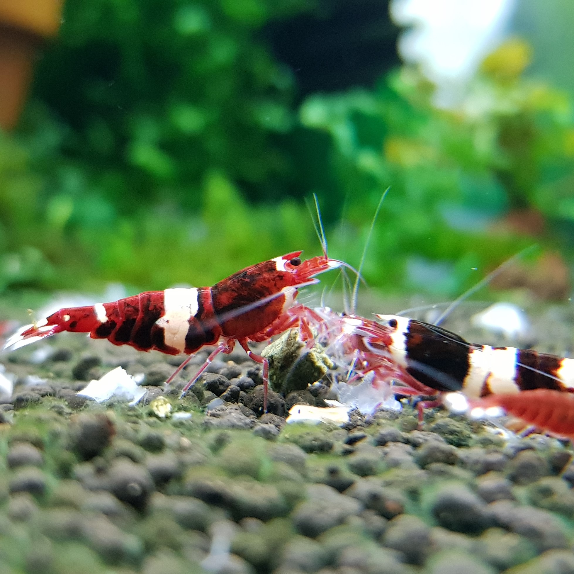 Shrimp Nation - Moringa Mix - Shrimp Nation