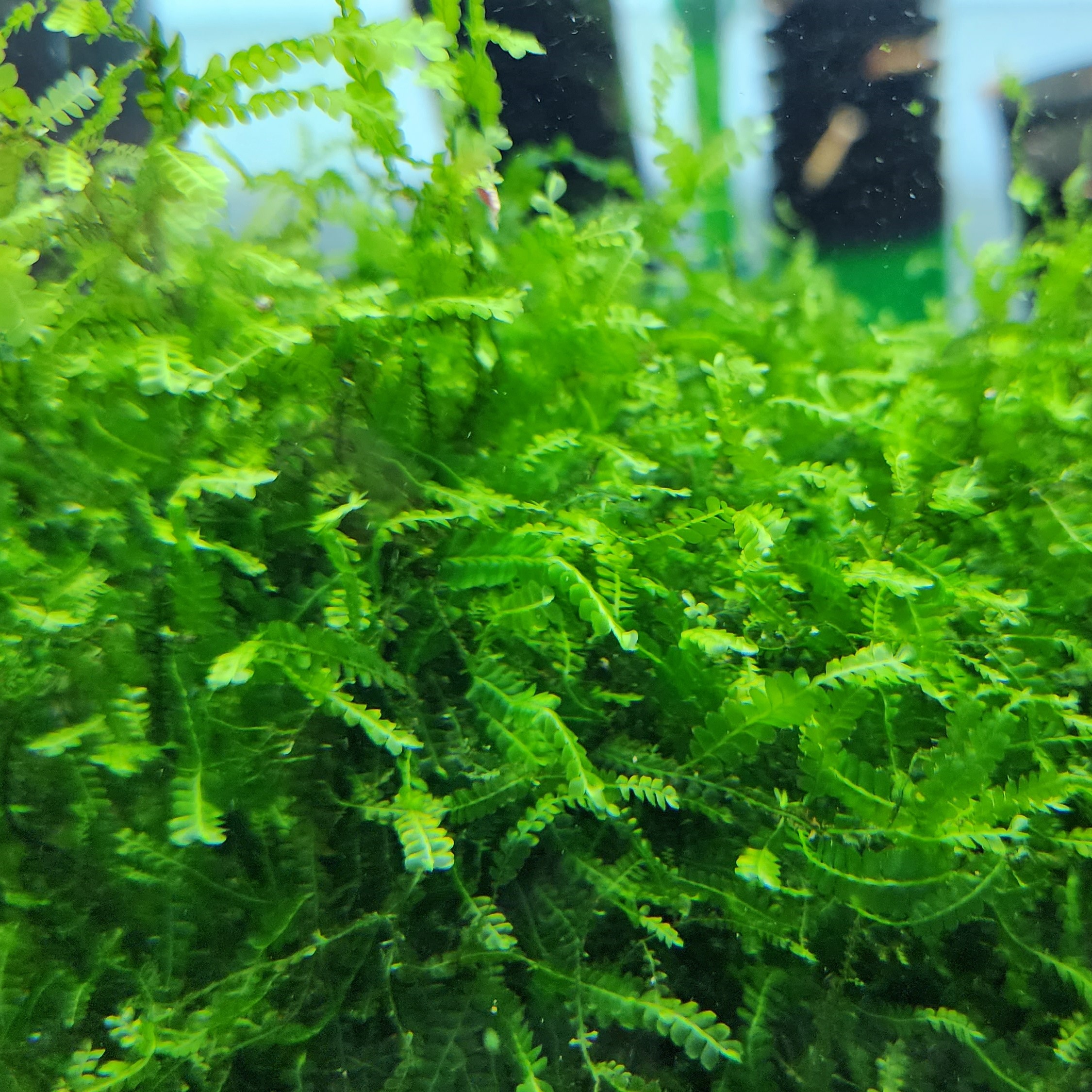 Cameroon Moss (Taxiphyllum sp. Cameroon) - Shrimp Nation
