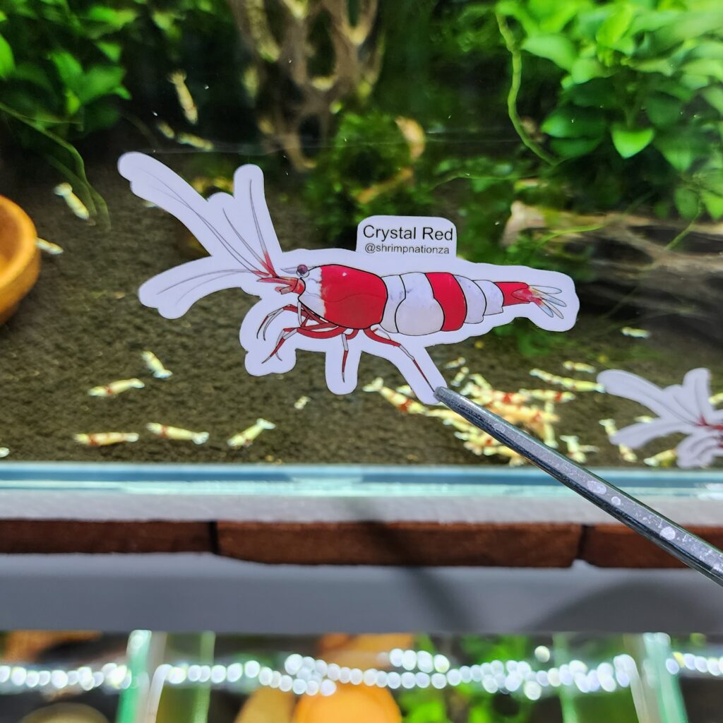 Crystal Red Shrimp Sticker - Shrimp Nation