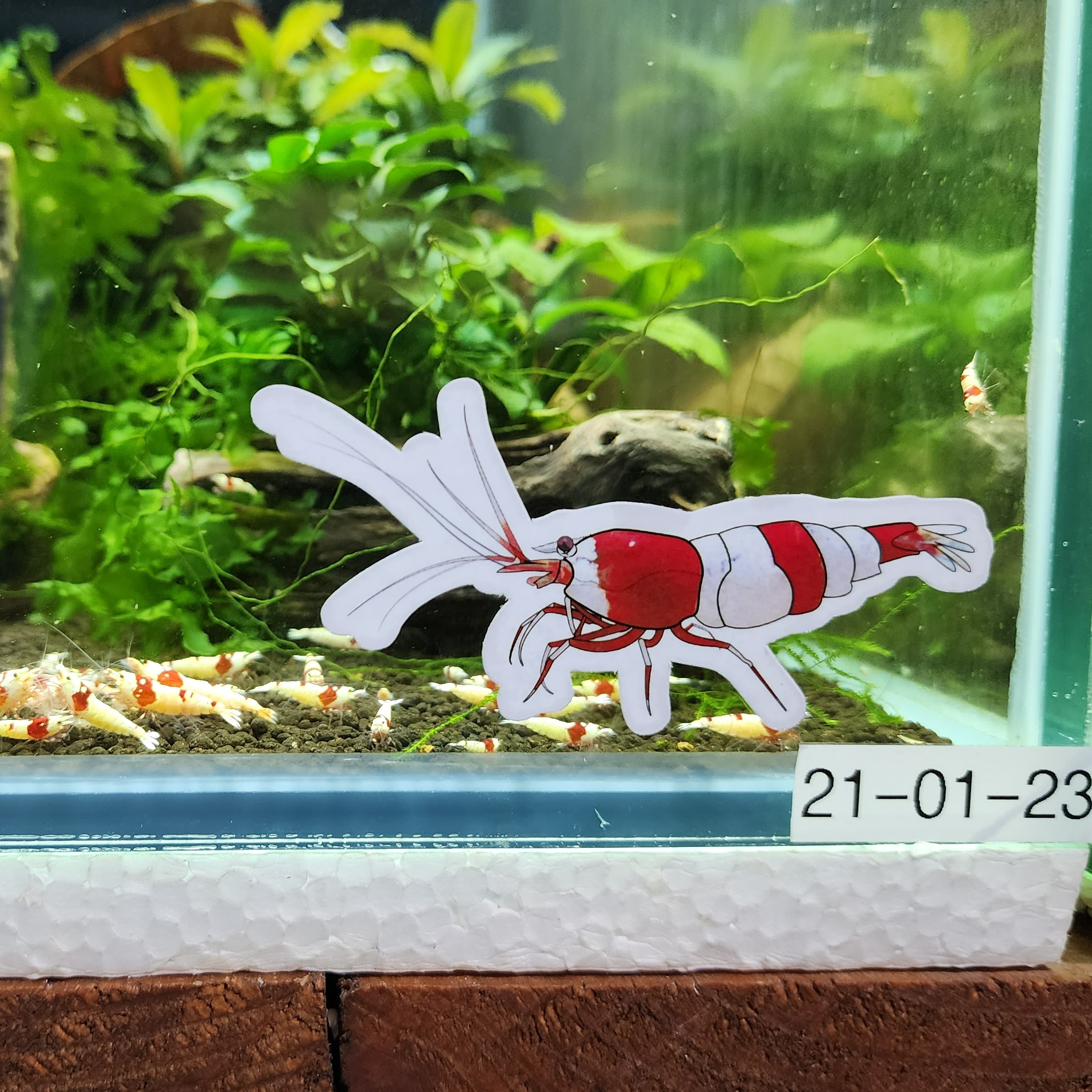 Crystal Red Shrimp Sticker - Shrimp Nation