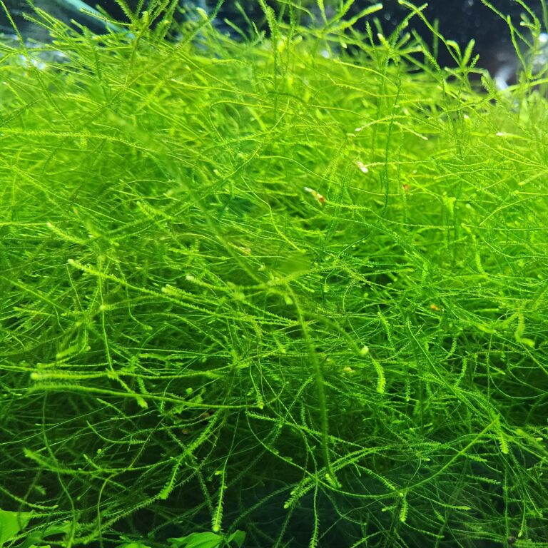 Cameroon Moss (Taxiphyllum sp. Cameroon) - Shrimp Nation
