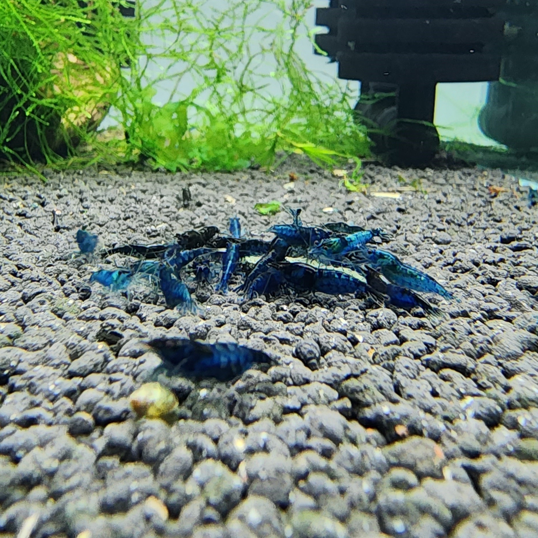 Blue Dream - Shrimp Nation