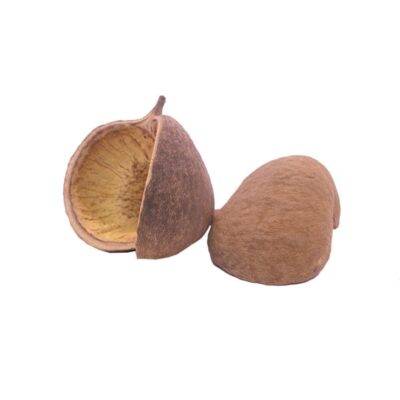 Deverose - Buddha Nut Pods (Small) - Shrimp Nation