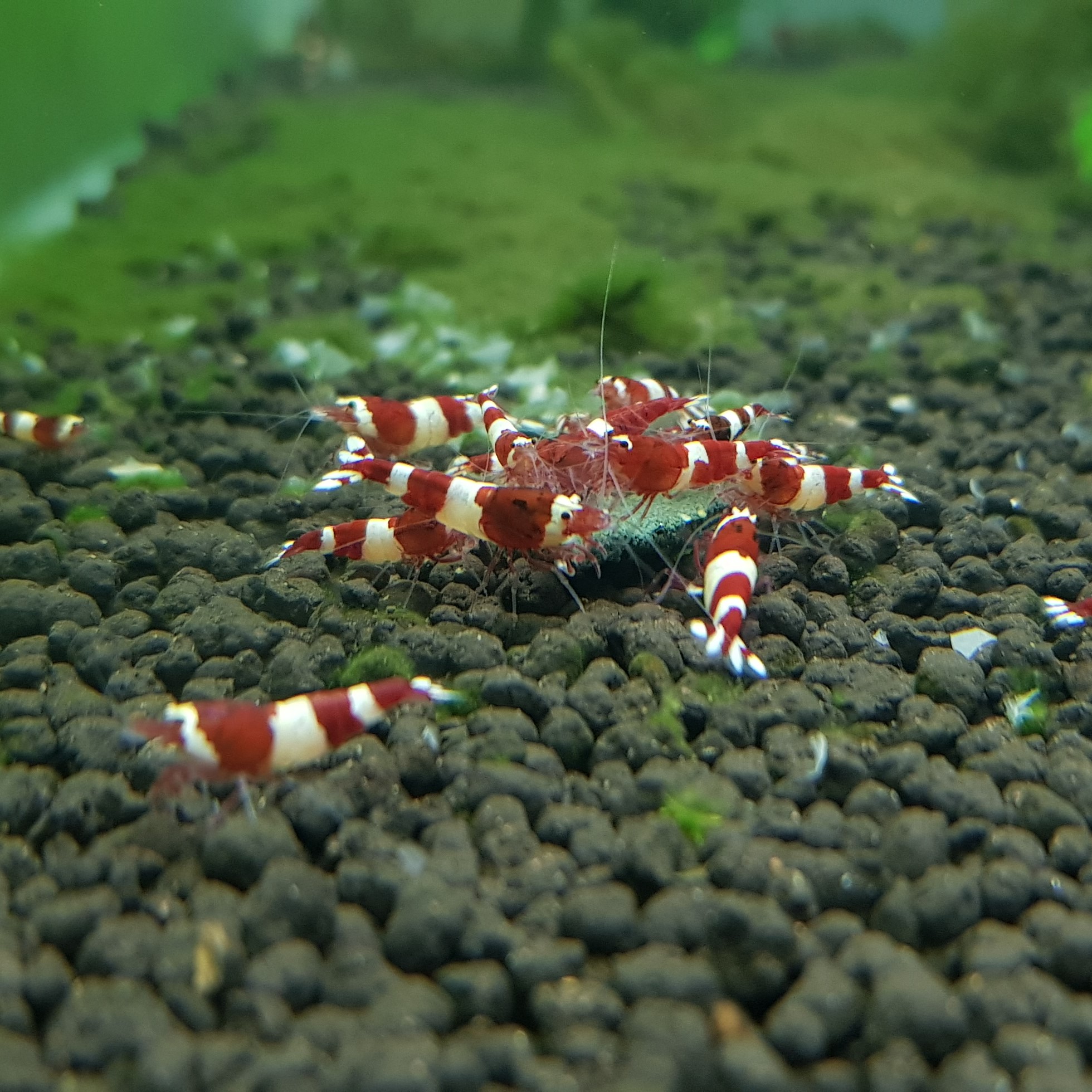 Red Panda Shrimp - Shrimp Nation