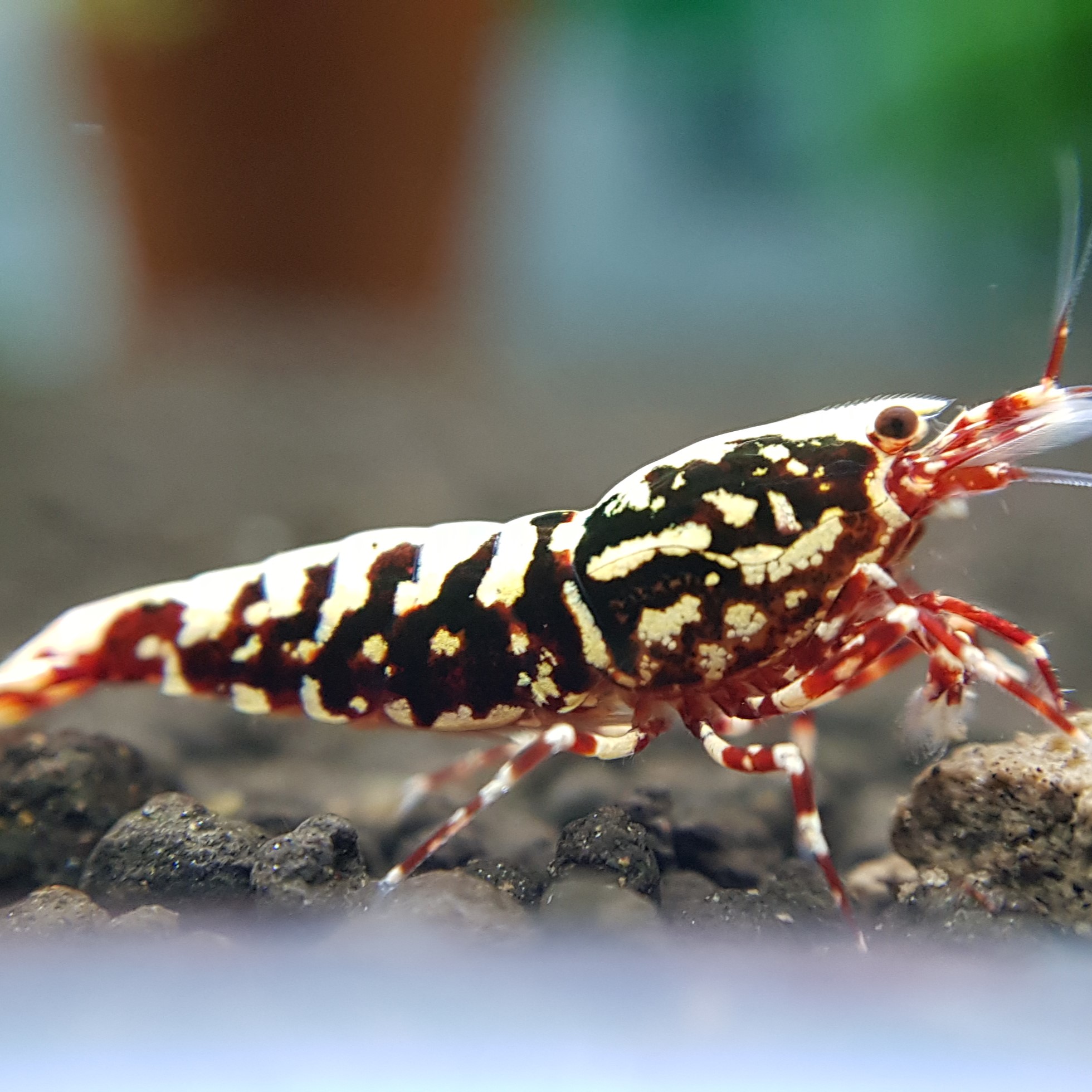 Explore the Red Stardust Shrimp at Shrimp Nation Today