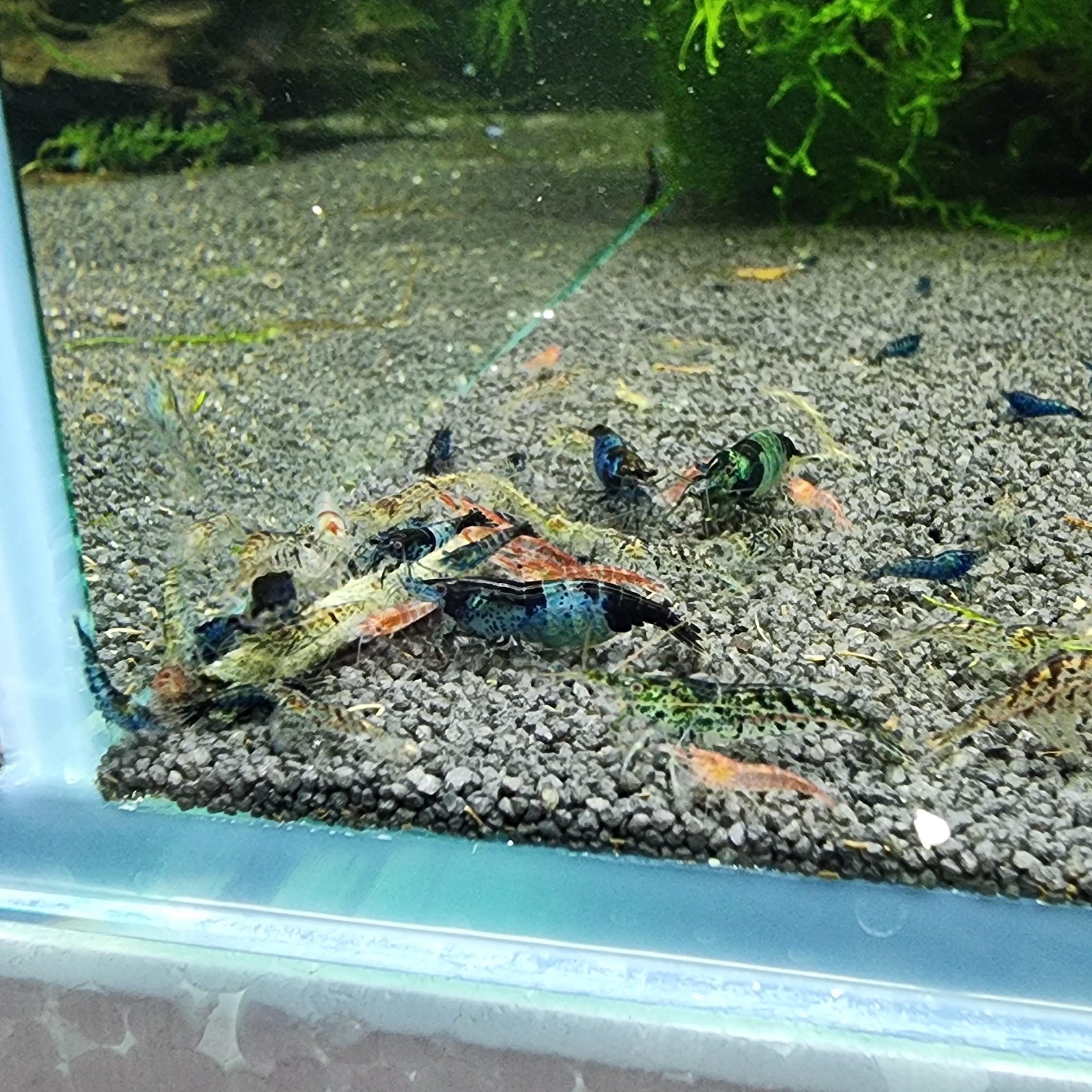 Mixed Neo Cull Pack - Shrimp Nation