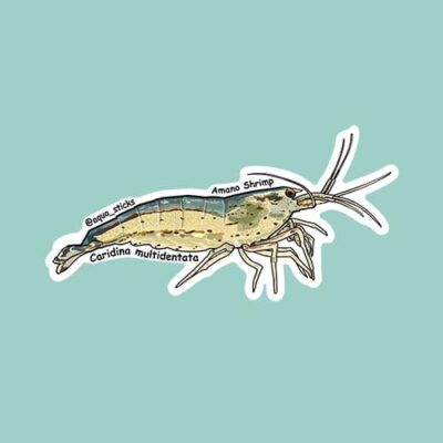 Amano Shrimp Sticker - Shrimp Nation