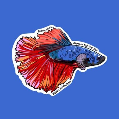 Betta - Purple Sticker - Shrimp Nation