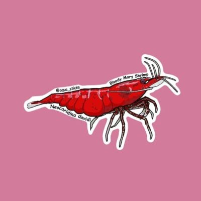 Bloody Mary Shrimp Sticker - Shrimp Nation