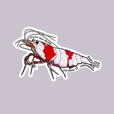Crystal Red Shrimp Sticker - Shrimp Nation
