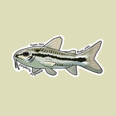 Pygmy Cory Sticker - Shrimp Nation