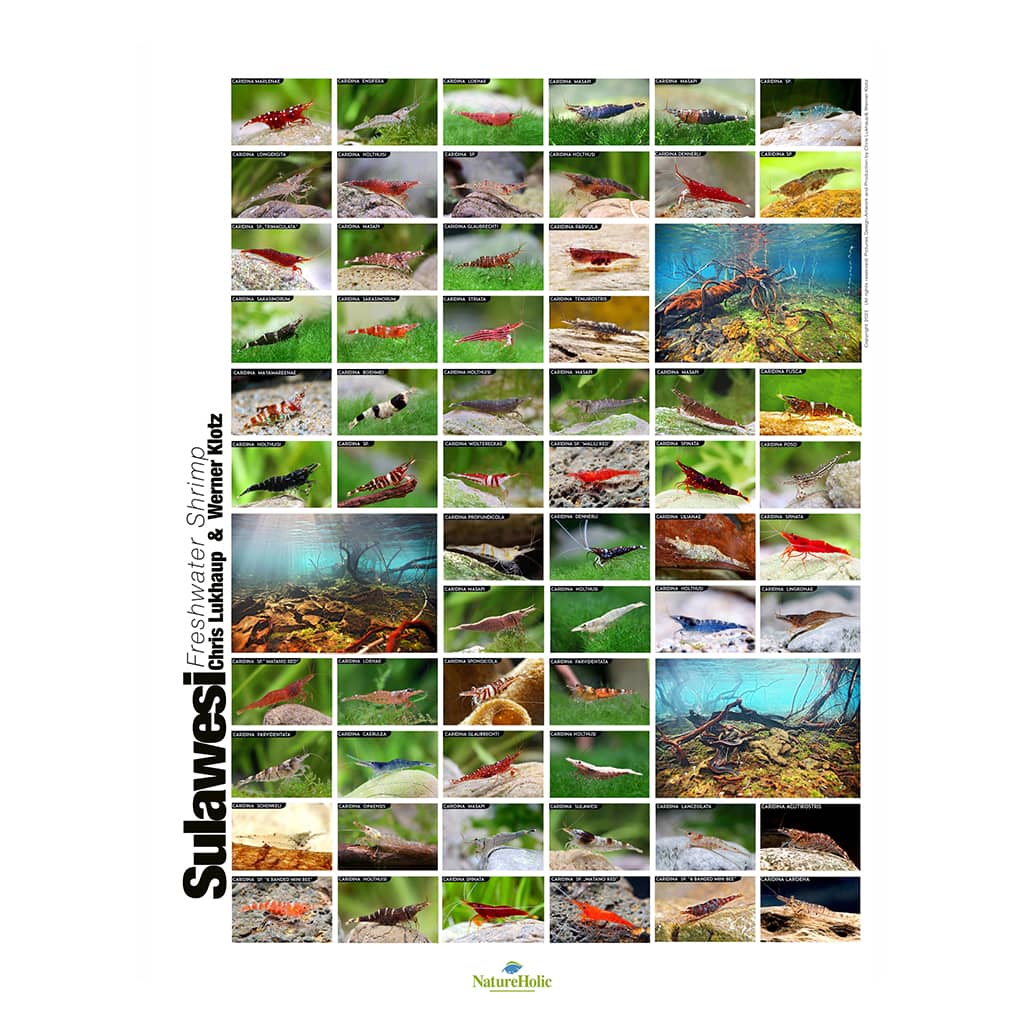 Poster - Sulawesi Freshwater Shrimp - Shrimp Nation